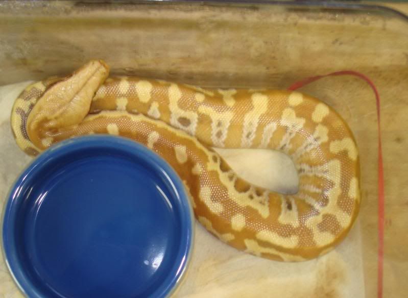 T+ Albino Red Blood Pythons - For Sale (Hampshire) | Reptile Forums