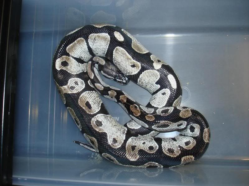 TSK Axanthic Ball Python, Interesting! | Reptile Forums