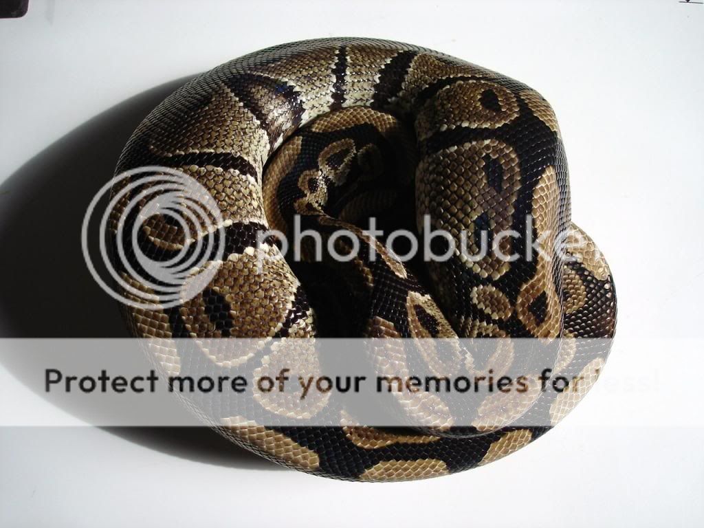 Proven Female Normal Royal Pythons for Sale and this years young ...