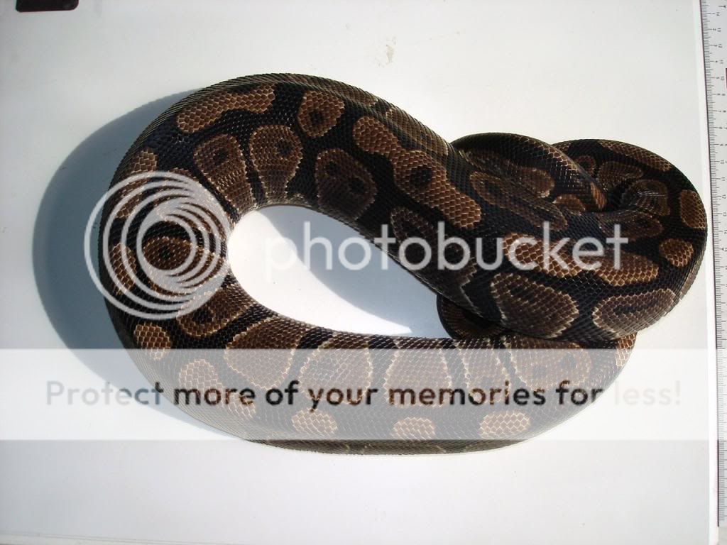 Proven Female Normal Royal Pythons for Sale and this years young ...