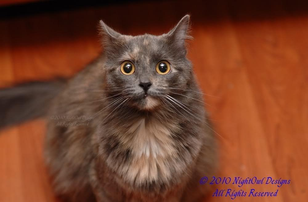 Nikon-mount SLRs - Photography - FM Forums