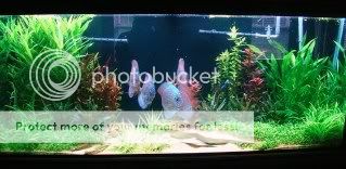 120 gallon planted discus tank | The Planted Tank Forum