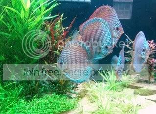120 gallon planted discus tank | The Planted Tank Forum