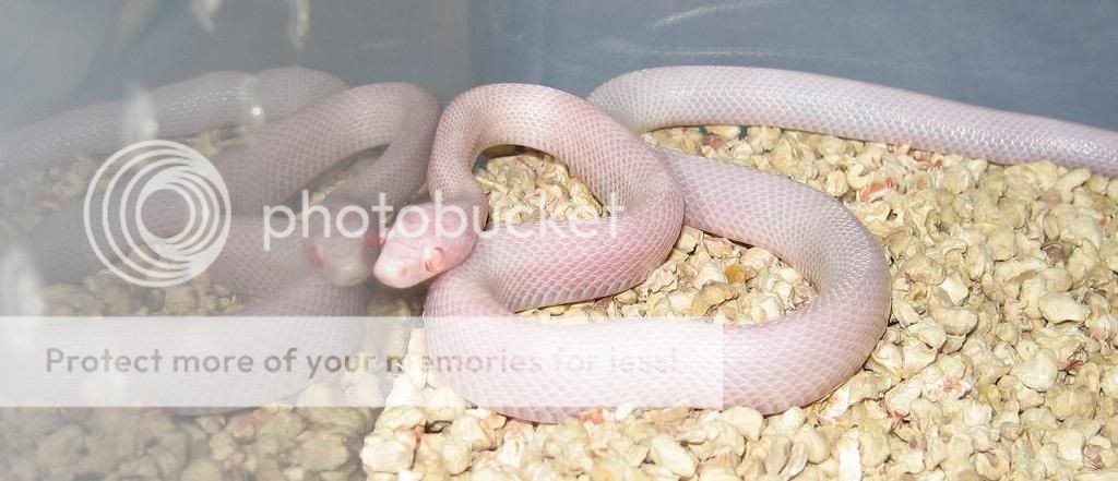 Slangenforum - Toon onderwerp - Blizzard en Butter Rattenslang samen ...