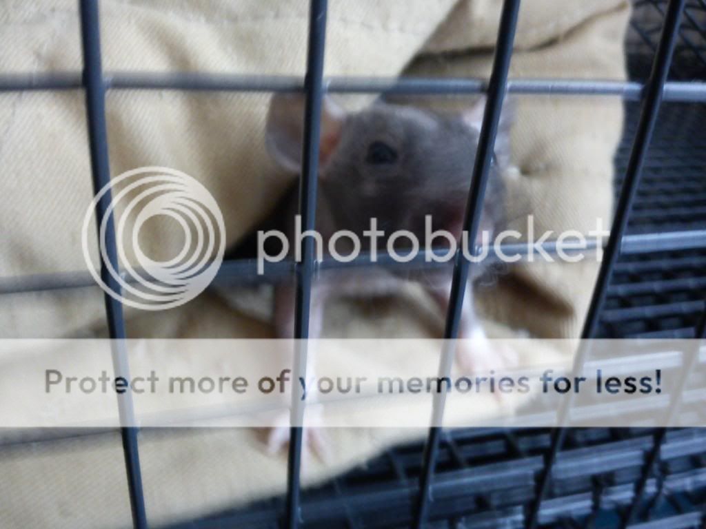 NW England - Hairless rats, furry badger and blk hoodeds need new home ...