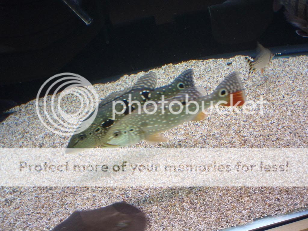 Cichla s.p. Pinima UK | MonsterFishKeepers.com