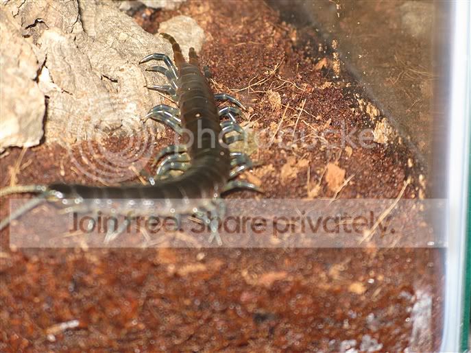Pics of my Chinese Beauty (Scolopendra multidens). | Arachnoboards