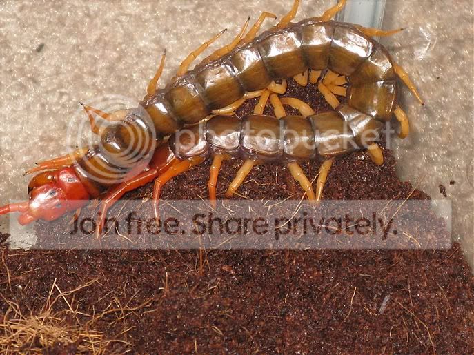 Pics of my Chinese Beauty (Scolopendra multidens). | Arachnoboards