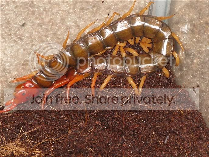 Pics of my Chinese Beauty (Scolopendra multidens). | Arachnoboards