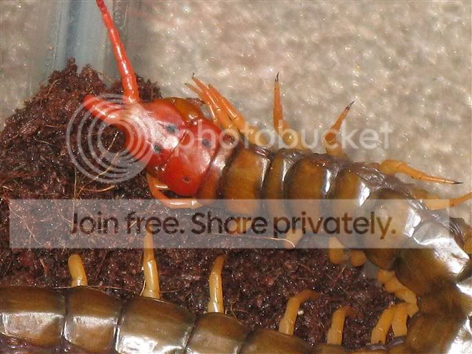 Pics of my Chinese Beauty (Scolopendra multidens). | Arachnoboards