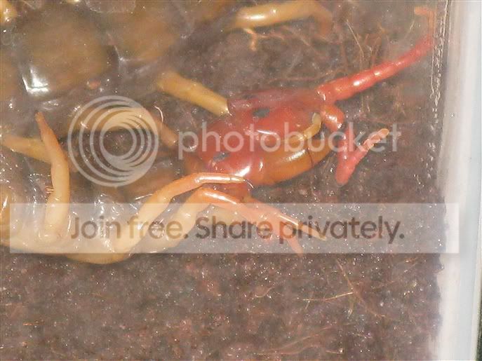 Pics of my Chinese Beauty (Scolopendra multidens). | Arachnoboards