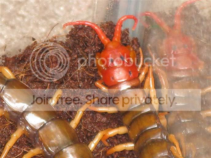 Pics of my Chinese Beauty (Scolopendra multidens). | Arachnoboards