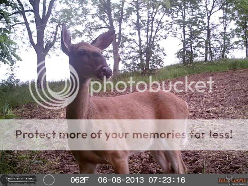 Roman nose deer? | The HuntingPA.com Outdoor Community