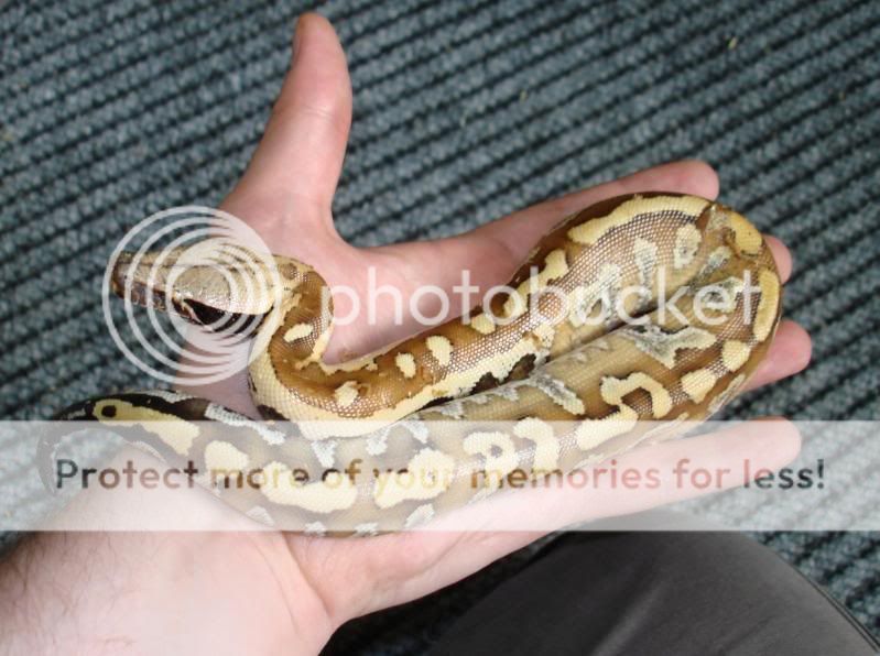 Red Blood Python and Ball Pythons - For Sale - Hampshire | Reptile Forums