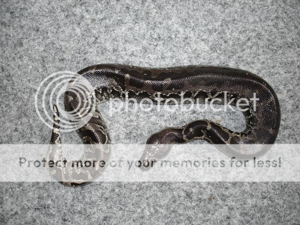 Sumatran Short-Tail and Red Blood Python | Reptile Forums