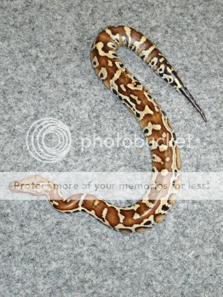 Sumatran Short-Tail and Red Blood Python | Reptile Forums