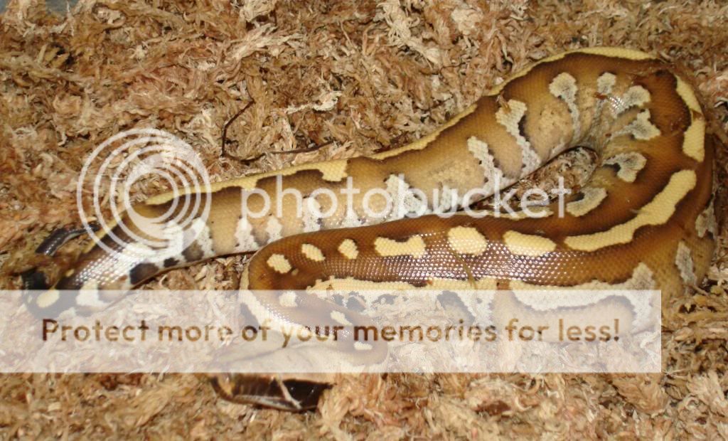 UKCB 2008 Red Blood Pythons - For Sale (Hampshire) | Reptile Forums