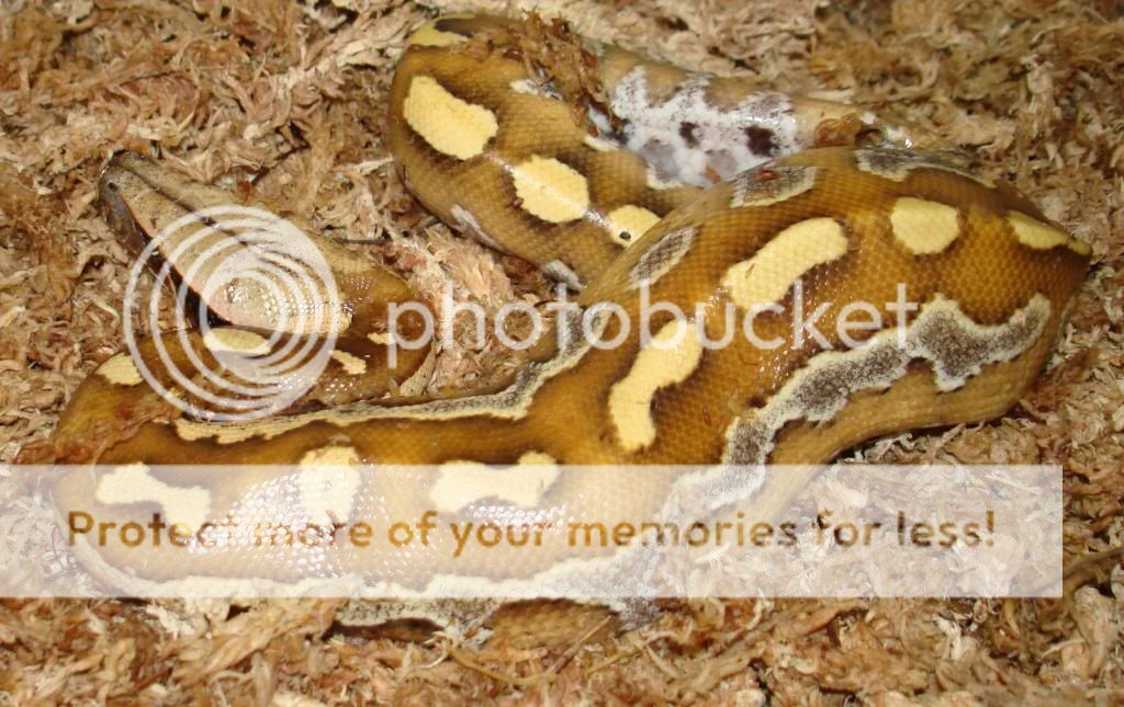 UKCB 2008 Red Blood Pythons - For Sale (Hampshire) | Reptile Forums