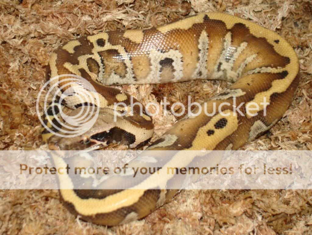 UKCB 2008 Red Blood Pythons - For Sale (Hampshire) | Reptile Forums