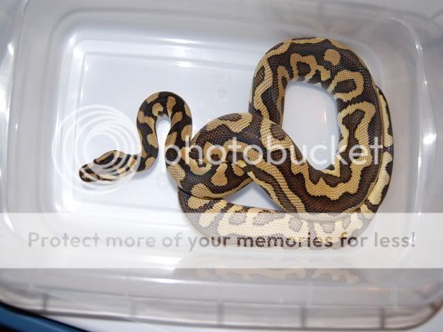 Carpall python | Reptile Forums