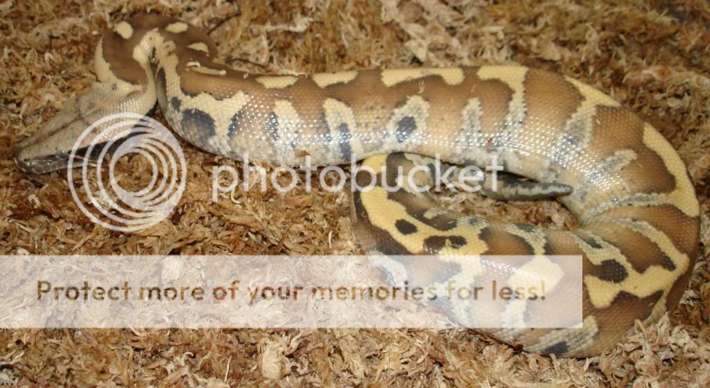 UKCB 2008 Red Blood Pythons - For Sale (Hampshire) | Reptile Forums