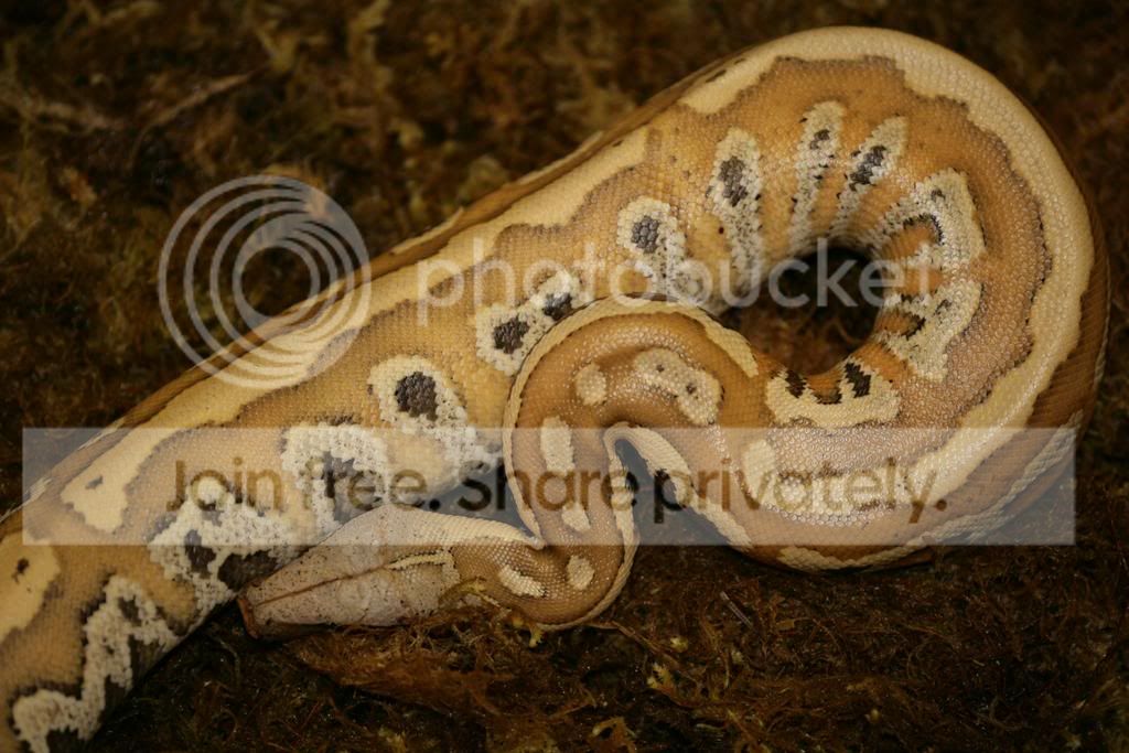 Blood and Short-Tailed Python Classification | Reptile Forums